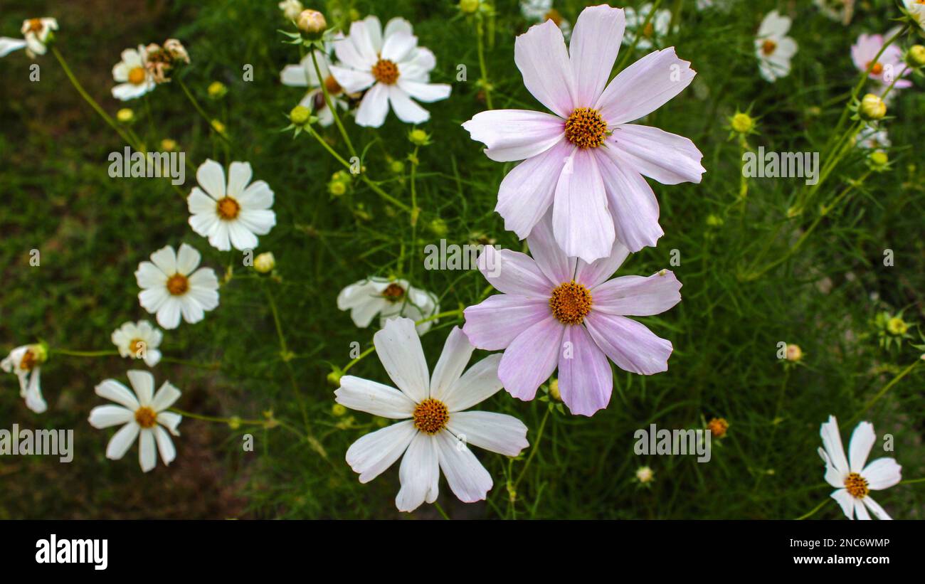 Cosmos flowers bloom in the garden. White flowers of the cosmos. Summer ...