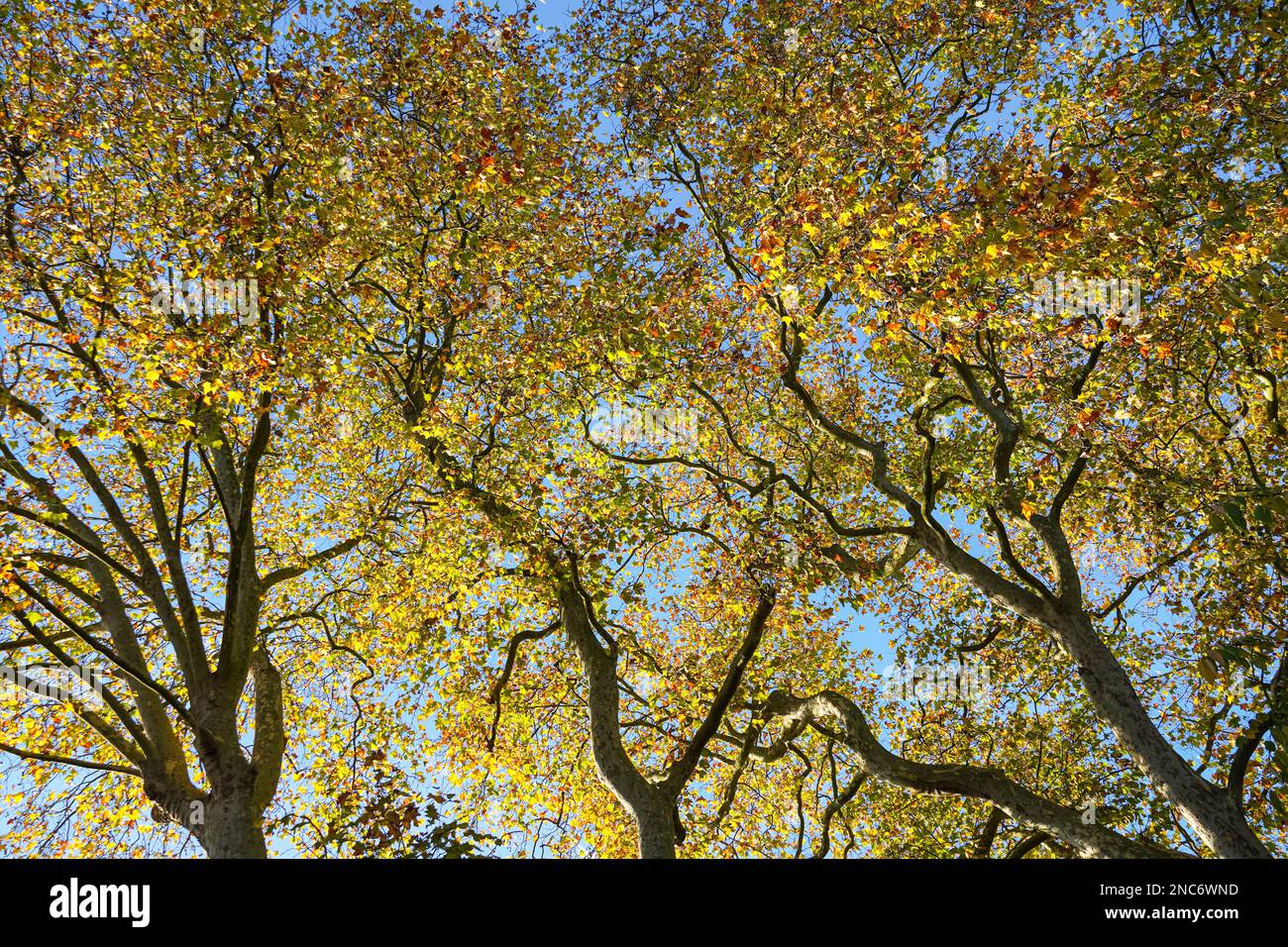London planetree in autumn hi-res stock photography and images - Alamy