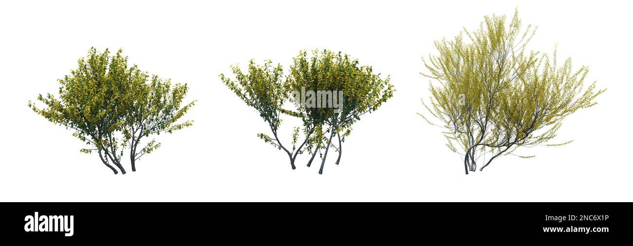 bush isolated on white background, 3D illustration, cg render Stock ...