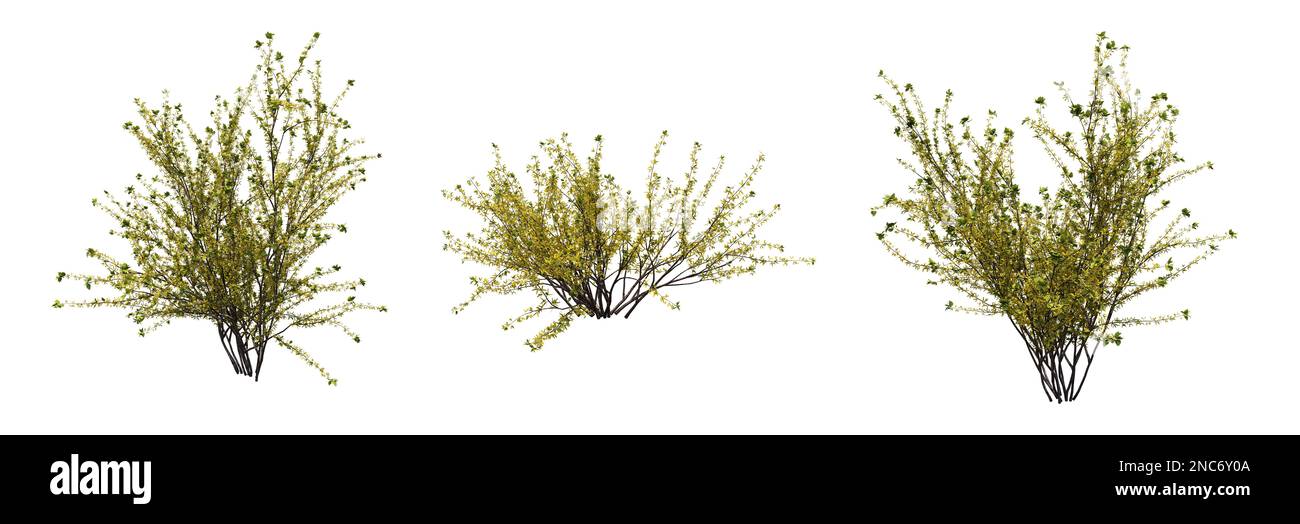bush isolated on white background, 3D illustration, cg render Stock ...