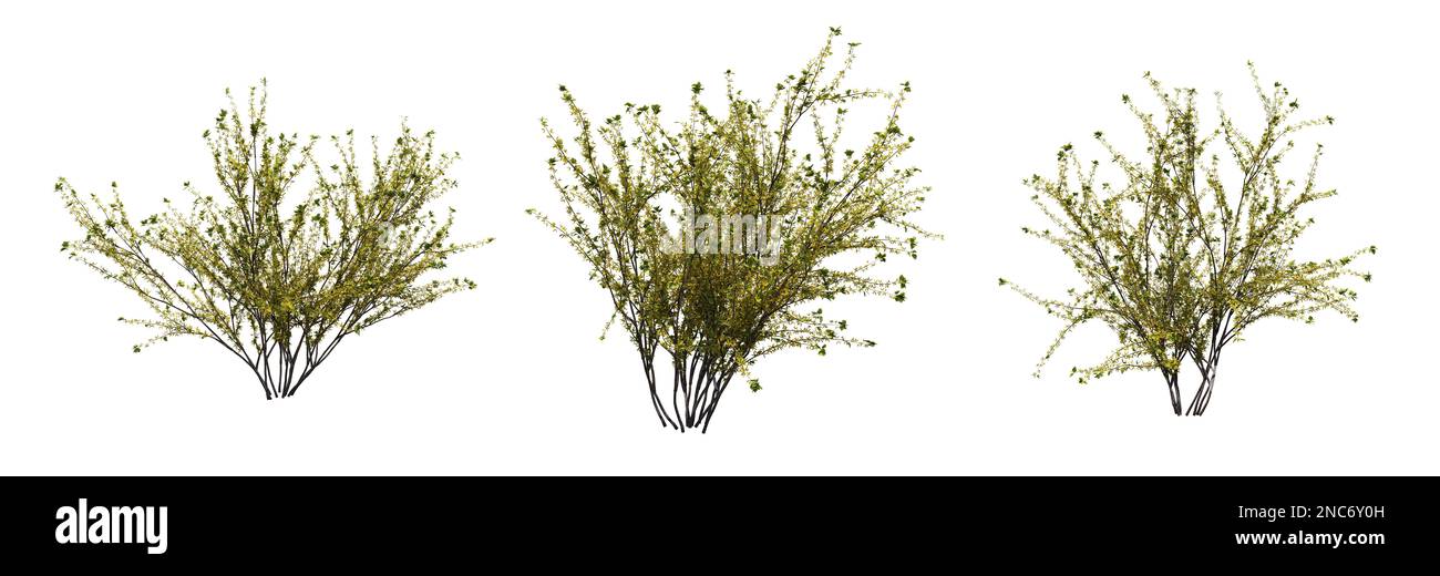 bush isolated on white background, 3D illustration, cg render Stock ...