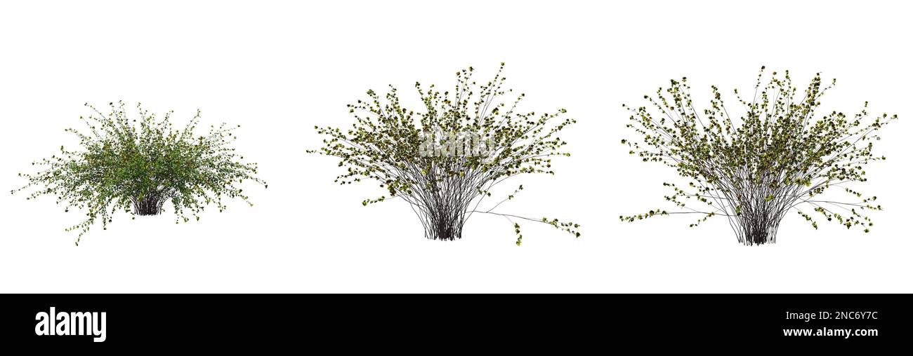 bush isolated on white background, 3D illustration, cg render Stock ...