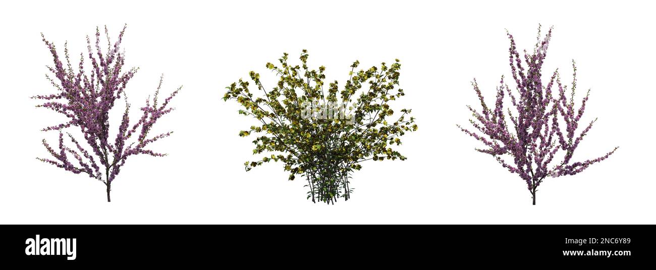 bush isolated on white background, 3D illustration, cg render Stock ...