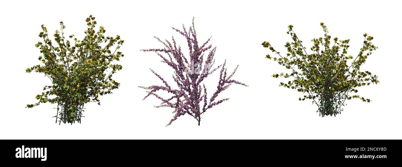 bush isolated on white background, 3D illustration, cg render Stock ...