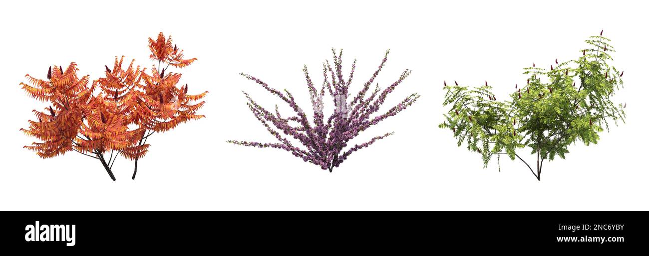 bush isolated on white background, 3D illustration, cg render Stock ...