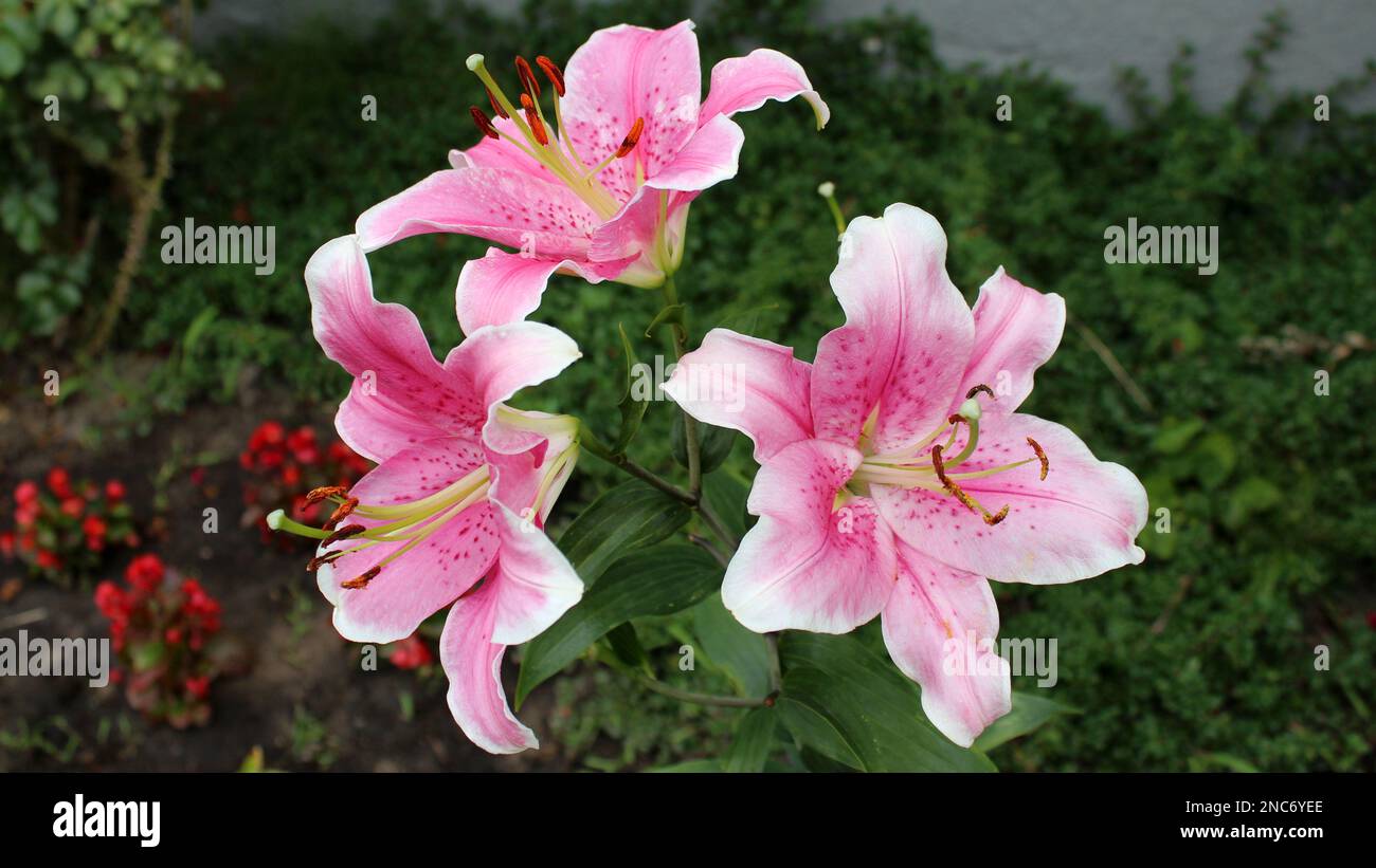 A blooming pink lily on a bright sunny day in the garden. Pink lily ...