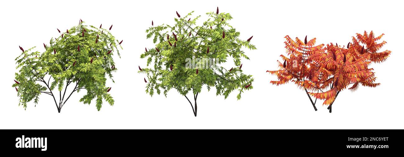 bush isolated on white background, 3D illustration, cg render Stock ...