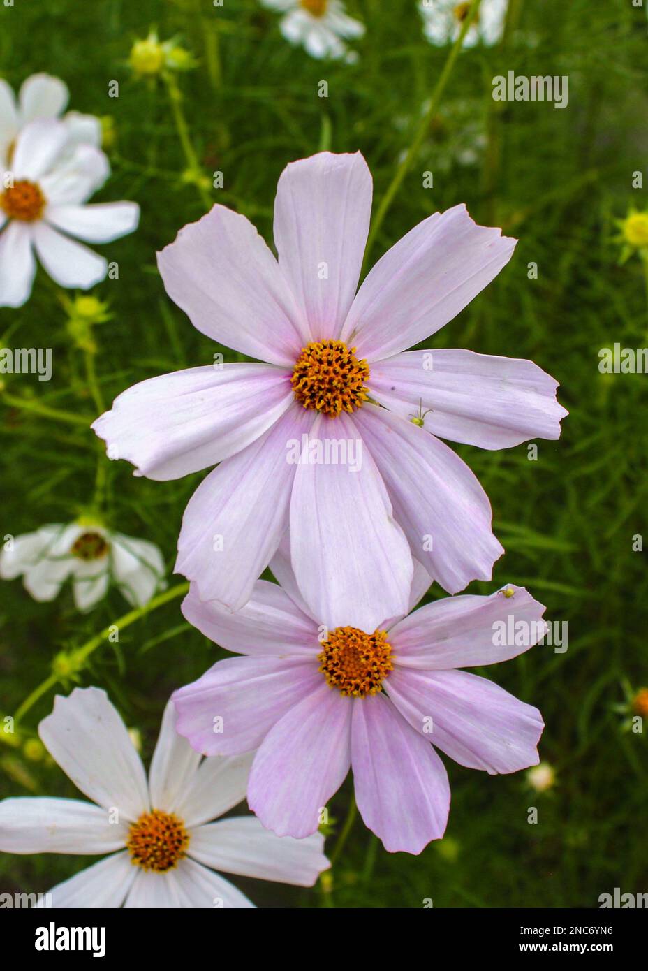 Cosmos flowers bloom in the garden. Pink flowers of the cosmos. Summer ...