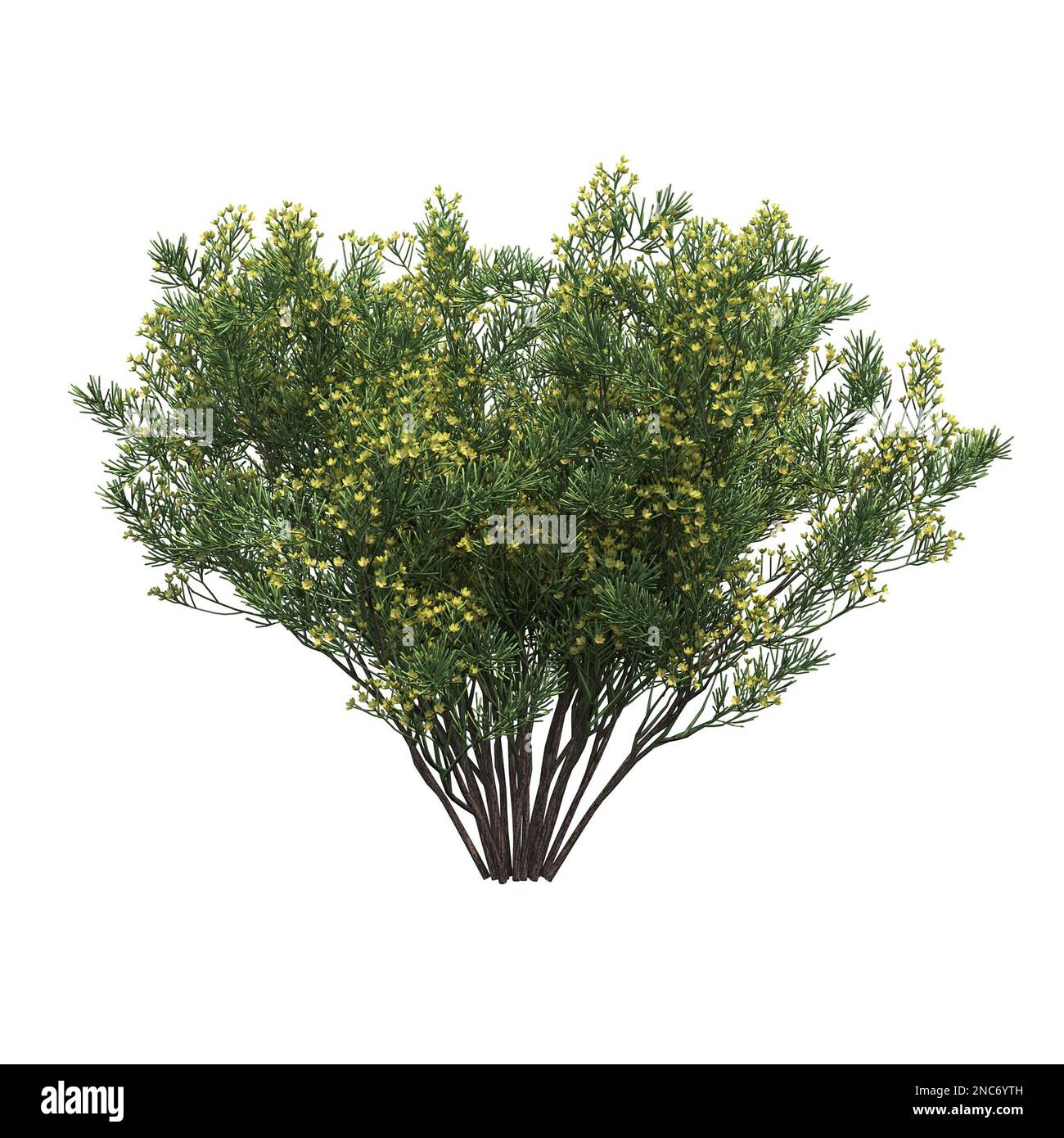 bush isolated on white background, 3D illustration, cg render Stock ...