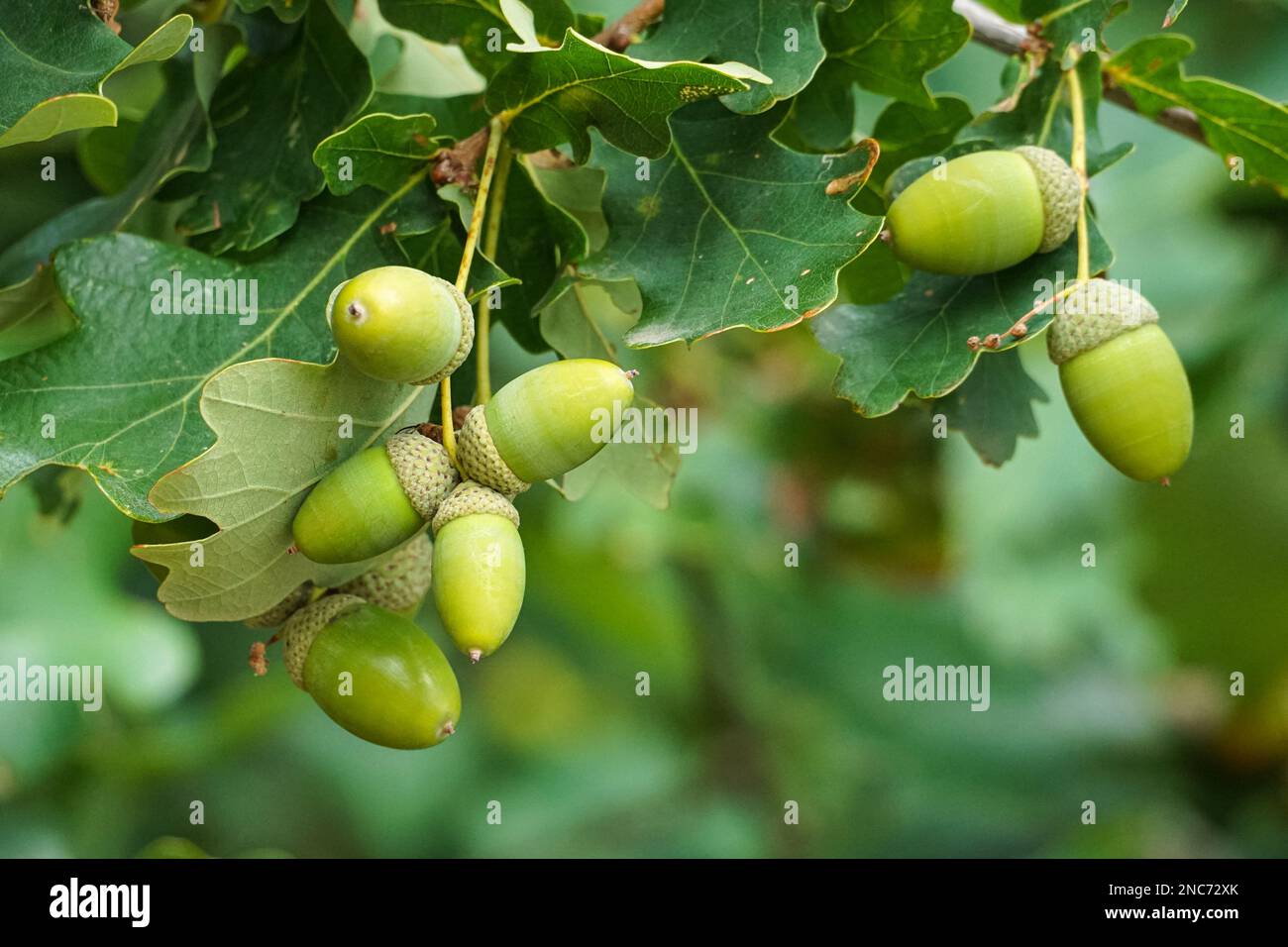 Acorns oak tree hi-res stock photography and images - Alamy