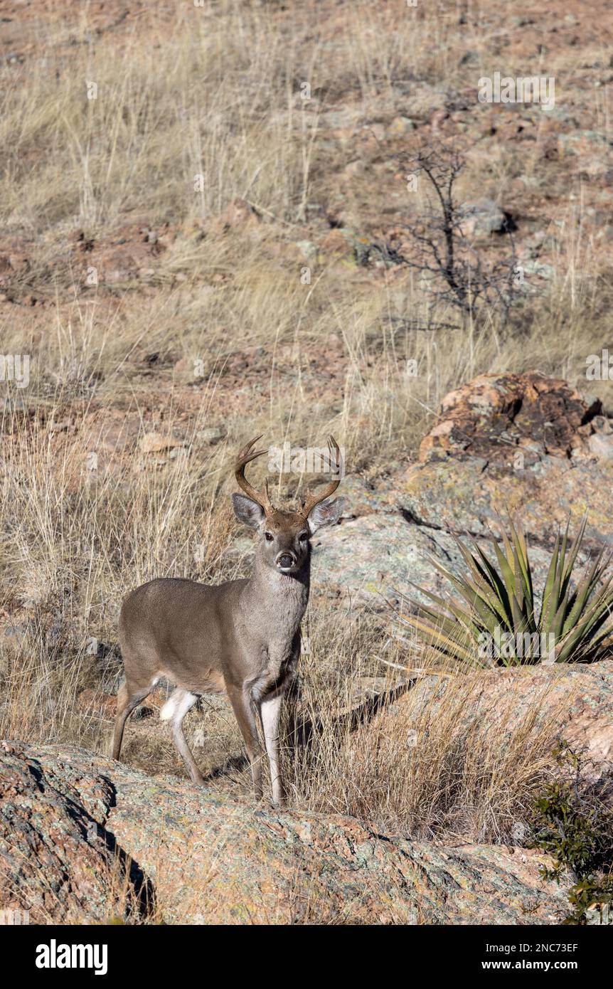 Deer Like Animals In Arizona at Ella Kendall blog