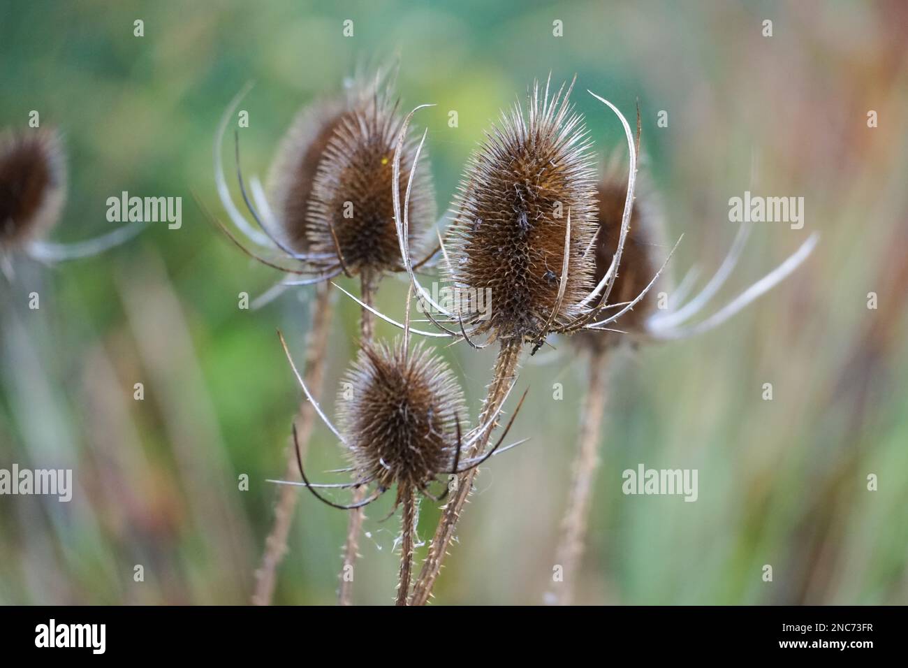 Seedheads of common teasel, Dipsacus fullonum Stock Photo - Alamy