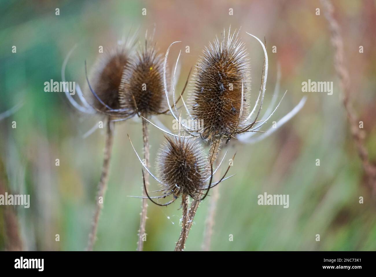 Seedheads of common teasel, Dipsacus fullonum Stock Photo - Alamy