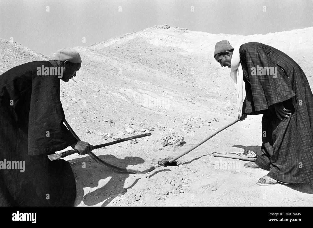 Abdel Haleem Tolba, left, and one of his sons catch a snake in Egypt ...