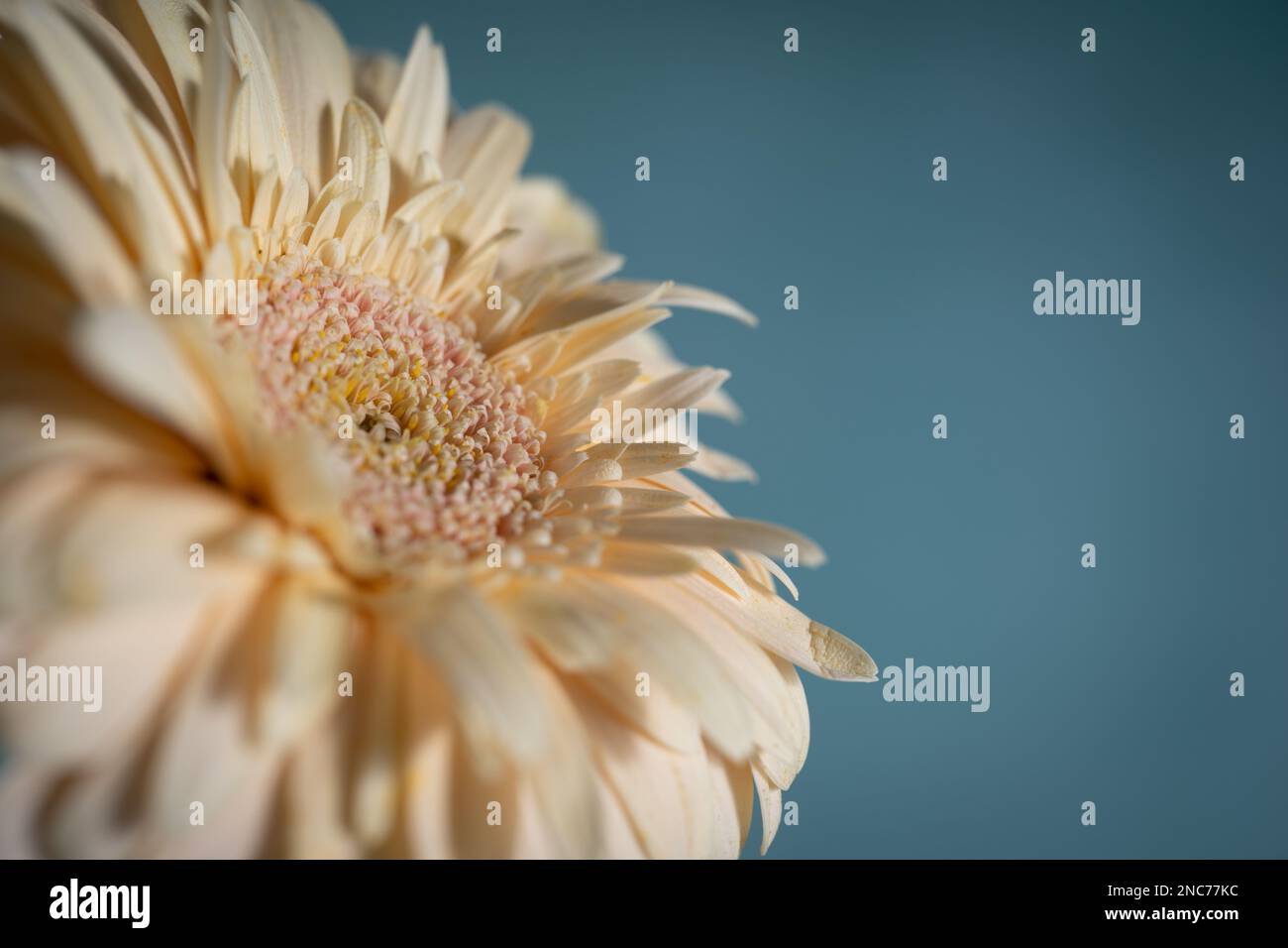 pale yellow Gerbera Daisy macro image with blue background Stock Photo ...