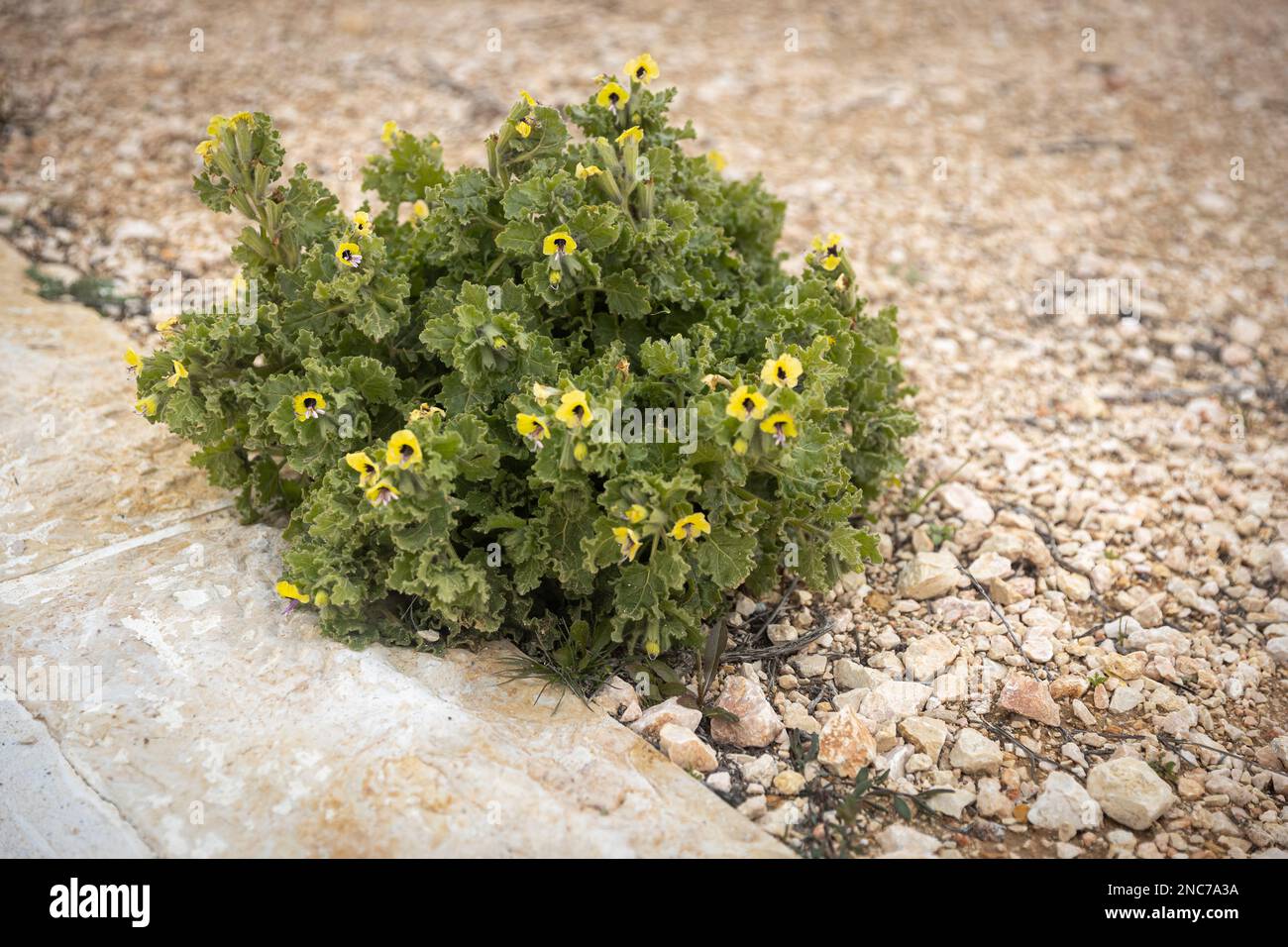 Hyoscyamus - known as the henbanes - is a small genus of flowering ...