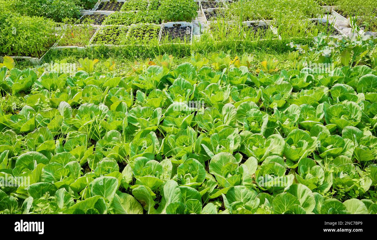Picture of an organic vegetable plantation Stock Photo - Alamy