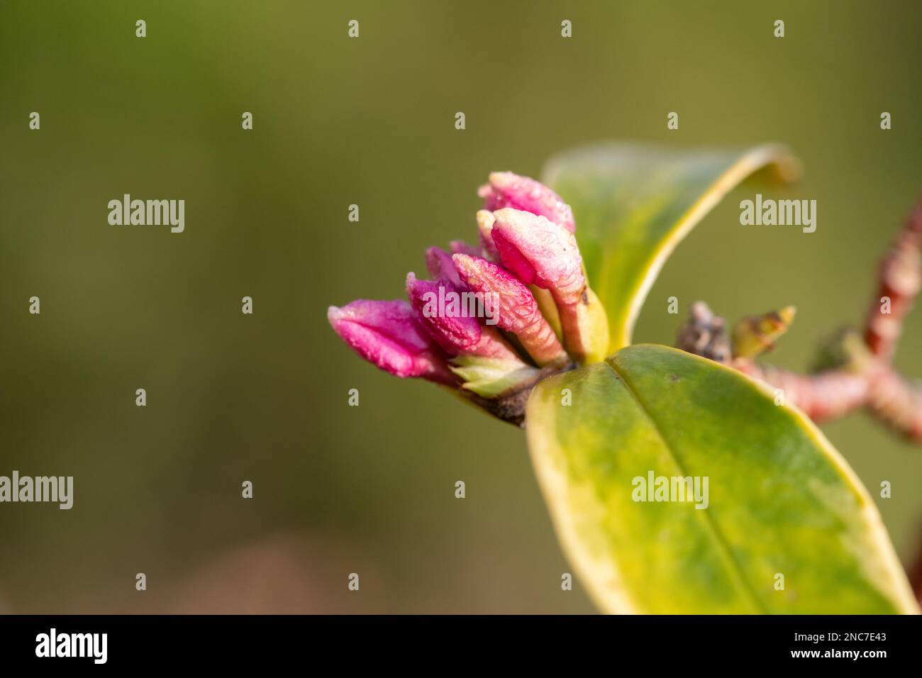 Macro shot of perfume princess Daphne flowers emerging into bloom Stock ...