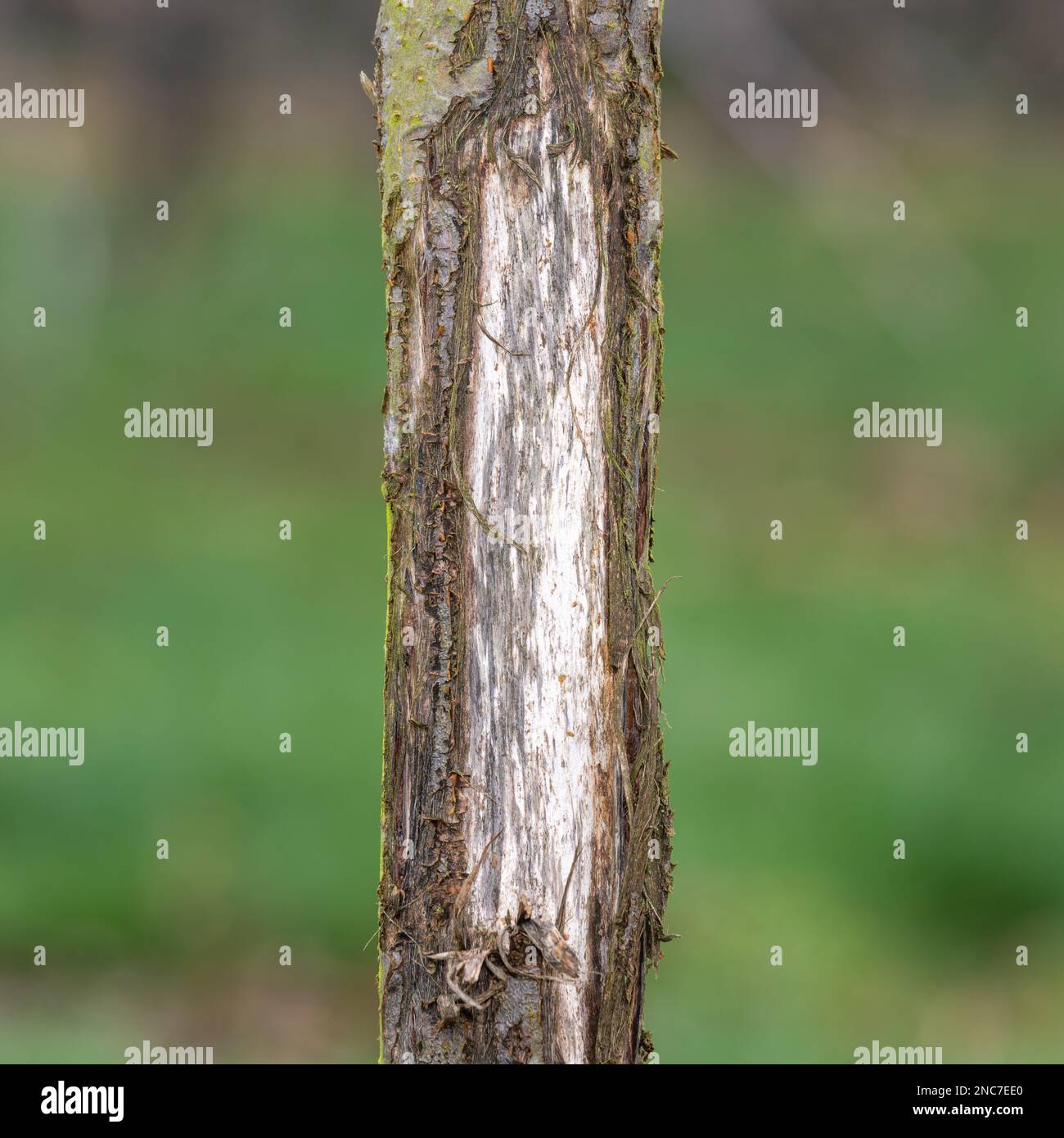 Close up of an apple tree trunk that has been chewed by a deer Stock ...