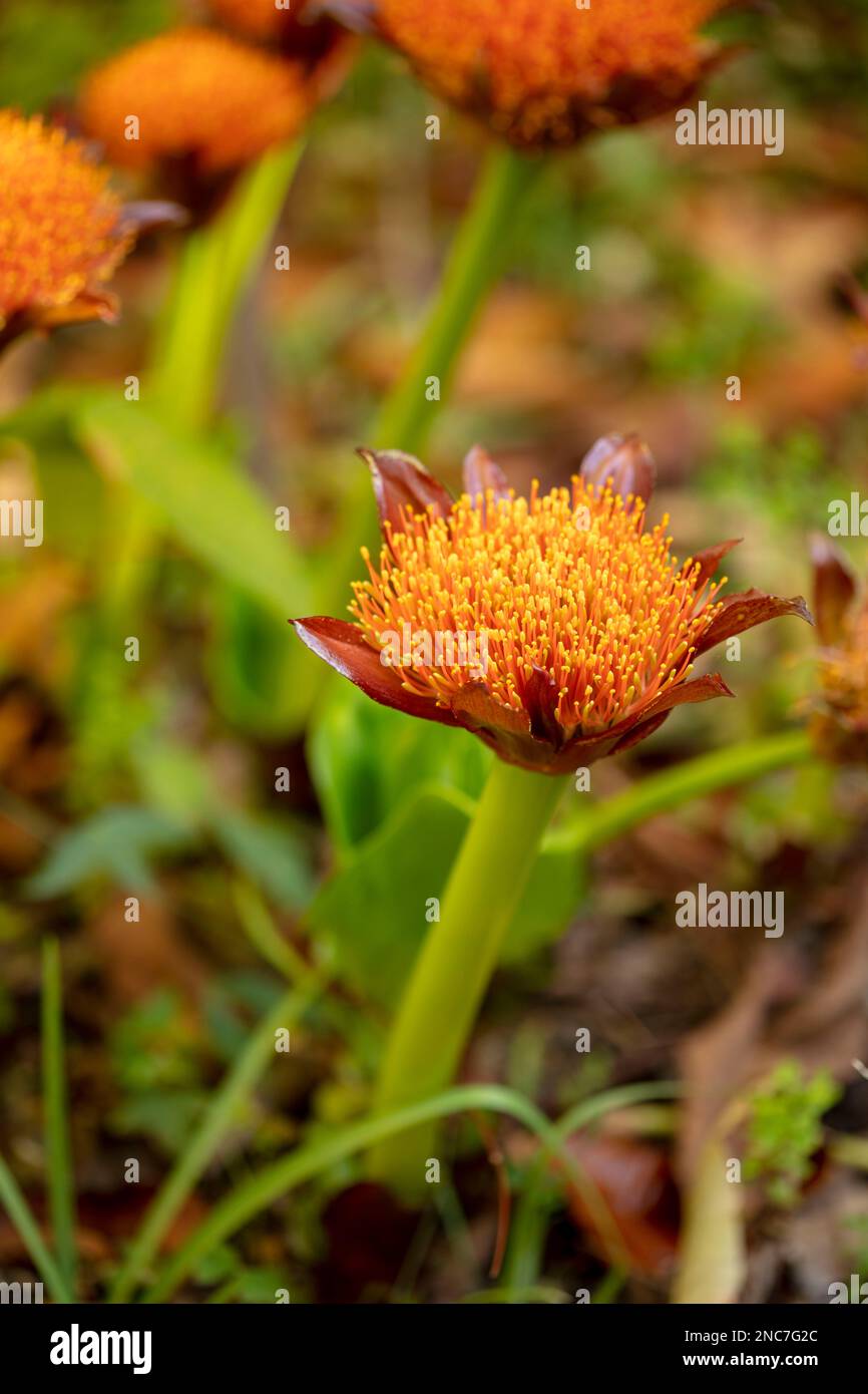 Close up natural plant portrait of Scadoxus puniceus, paintbrush lily ...