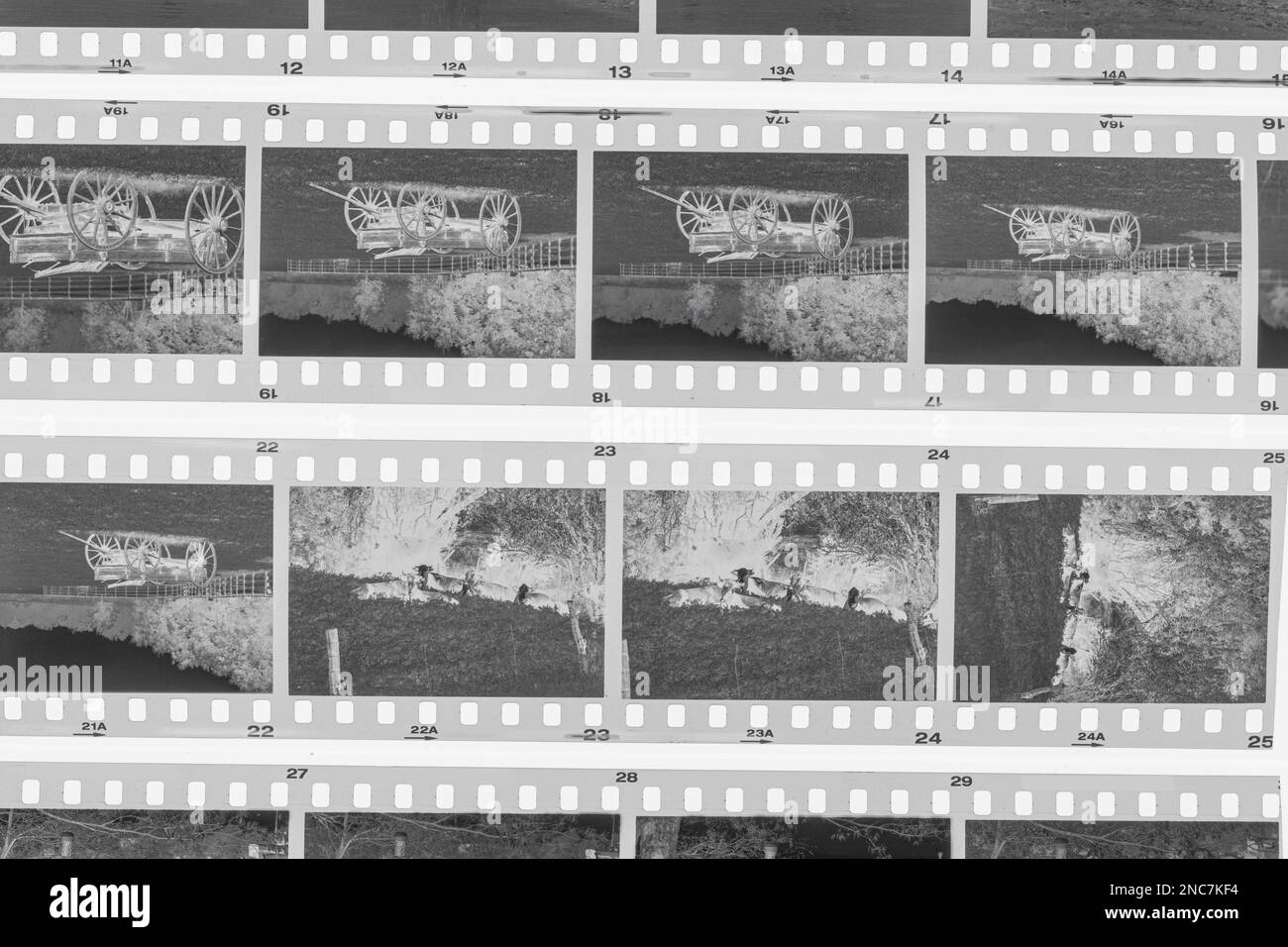 Film photography is making a big comeback. This photo shows several ...