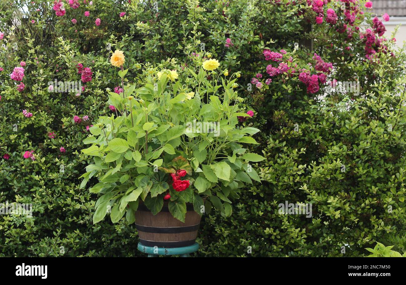 Summer garden flowers Stock Photo - Alamy