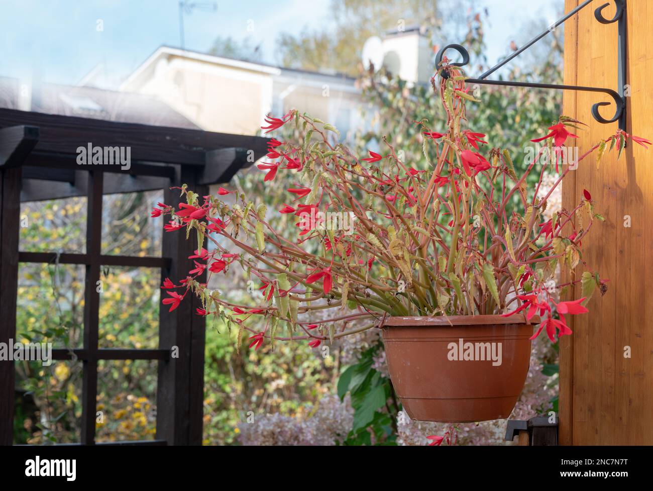 Red flower in a pot close up ro wooden russian bath ( banja). First of ...