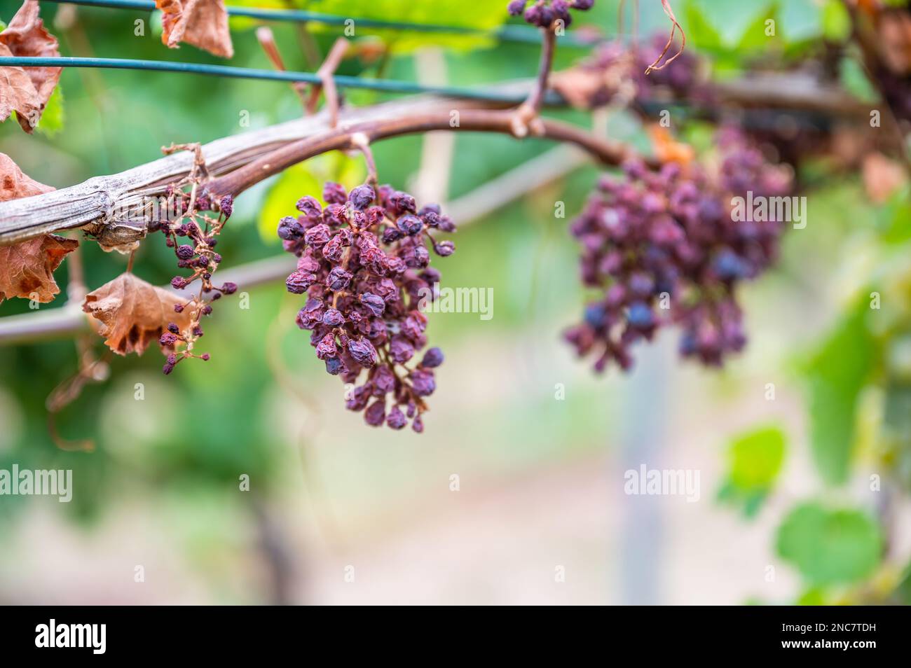 Shriveled bunches of purple colored grapes, too much sun and heat, bad ...