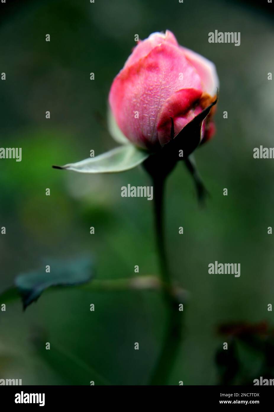 Rose bud with thorns hi-res stock photography and images - Alamy