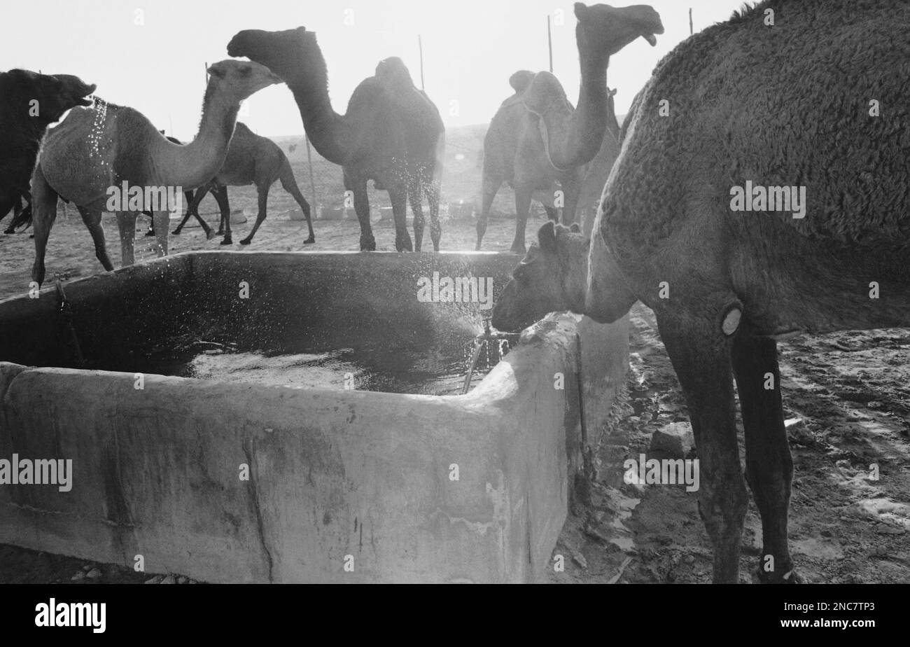 Clever camel turns on water faucet with his teeth after camel herd ...
