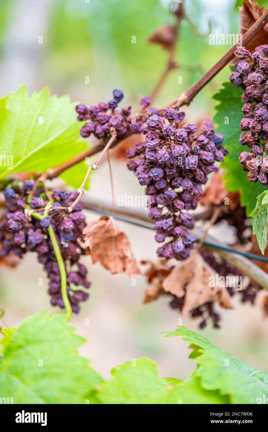 Shriveled bunches of purple colored grapes, too much sun and heat, bad ...