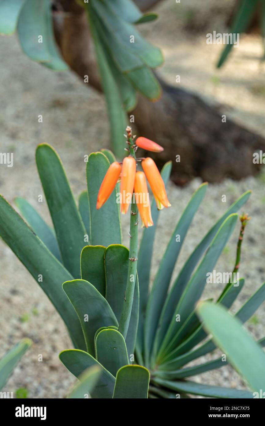 Pretty Kumara Plicatilis, Aloe Plicatilis, fan-aloe plant portrait ...