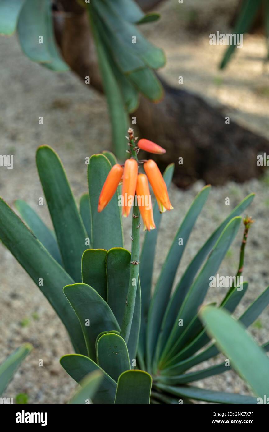 Pretty Kumara Plicatilis, Aloe Plicatilis, fan-aloe plant portrait ...
