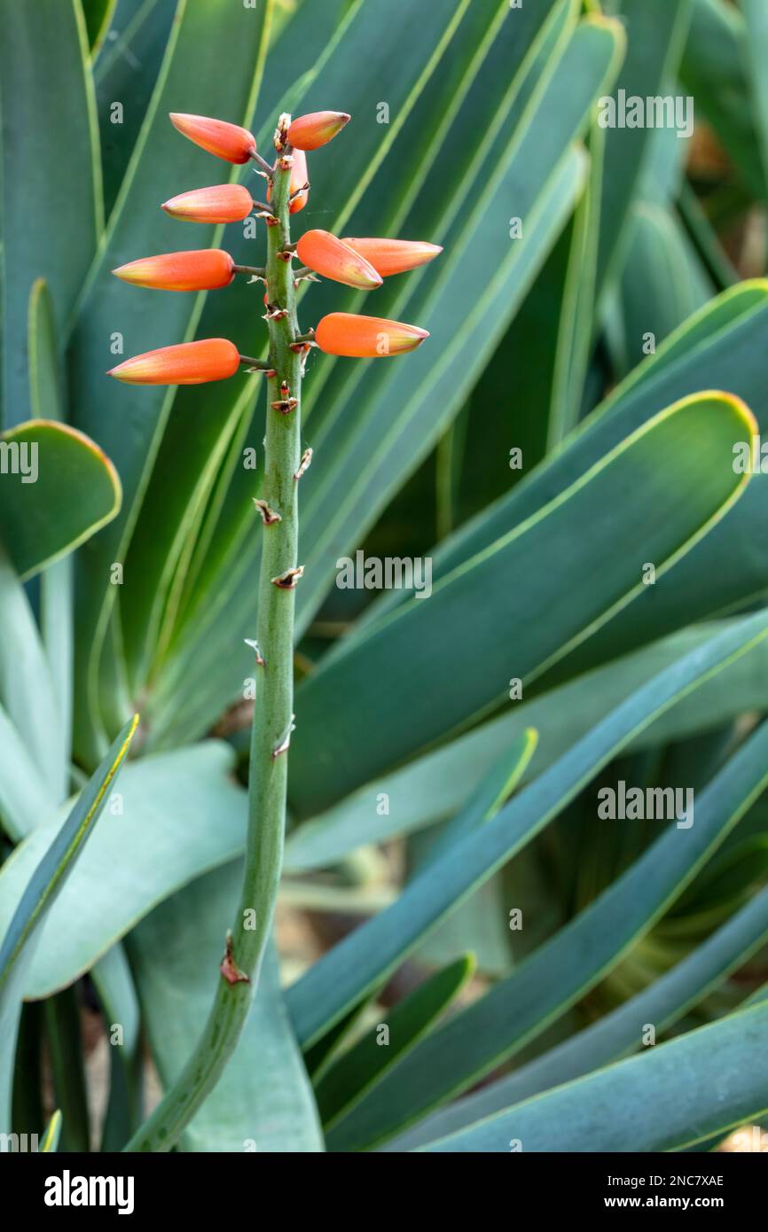 Pretty Kumara Plicatilis, Aloe Plicatilis, fan-aloe plant portrait ...