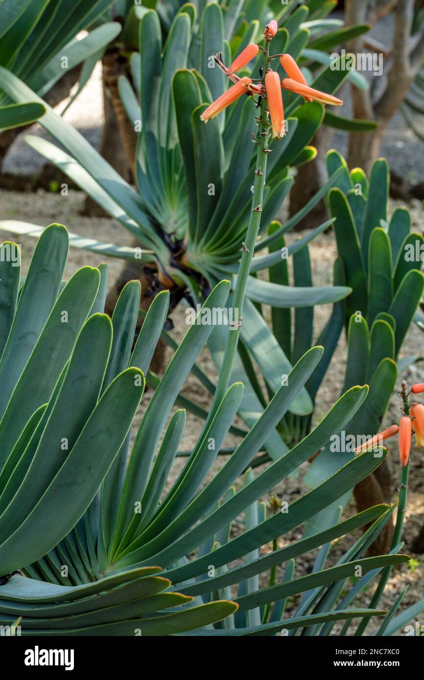 Pretty Kumara Plicatilis, Aloe Plicatilis, fan-aloe plant portrait ...