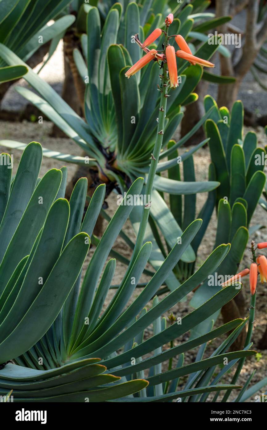 Pretty Kumara Plicatilis, Aloe Plicatilis, fan-aloe plant portrait ...
