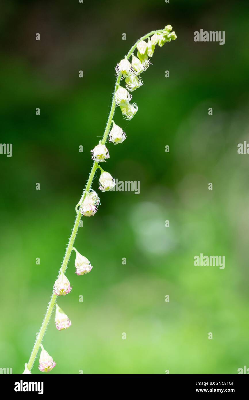Close up of bigflower tellima (tellima grandiflora) flowers in bloom ...