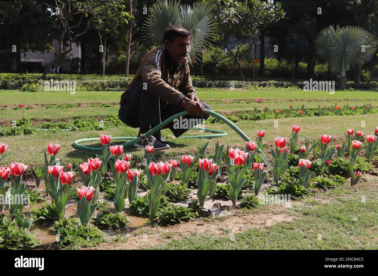 New Delhi, India. 14th Feb, 2023. A gardener seen watering the full ...