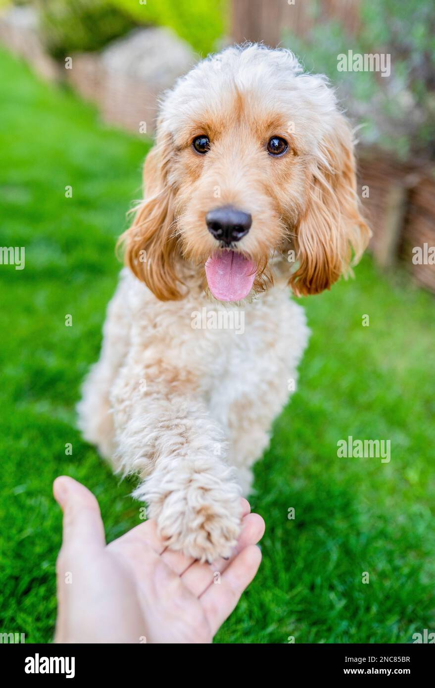Cute cockapoo dog training obedience in the garden, giving paw Stock ...