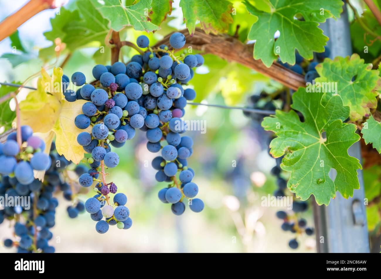 Blue fresh bunch of grapes hang on a vine plant in September before ...