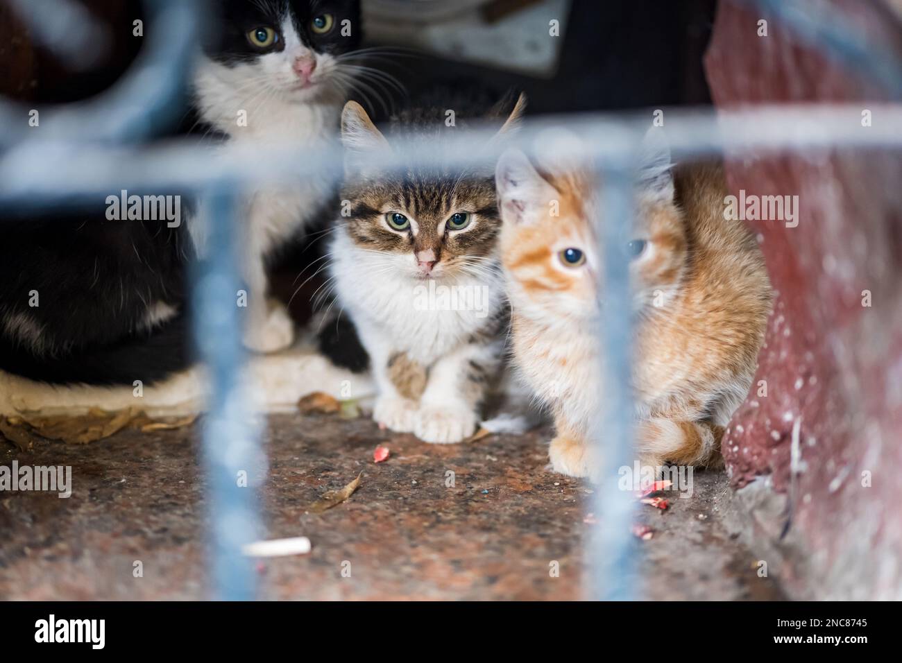 Stray kittens hi-res stock photography and images - Alamy