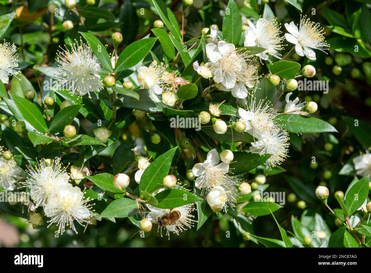 Close up of common myrtle (myrtus communis) flowers in bloom Stock ...