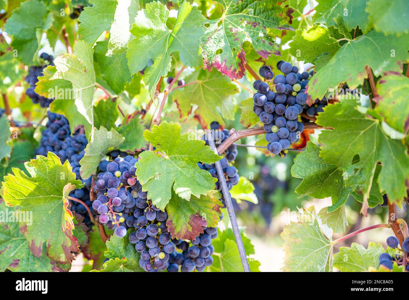 Blue fresh bunch of grapes hang on a vine plant in September before ...