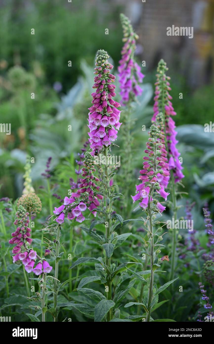 Native foxgloves hi-res stock photography and images - Alamy