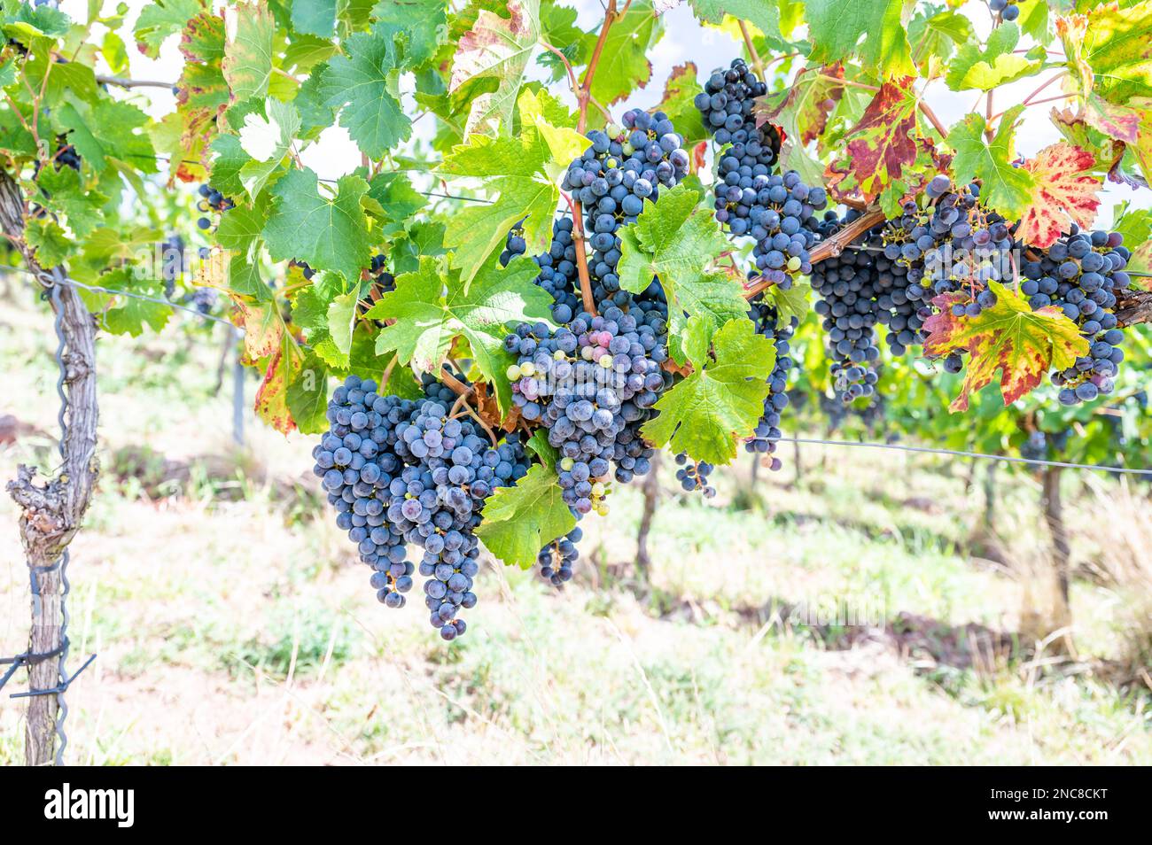 Blue fresh bunch of grapes hang on a vine plant in September before ...