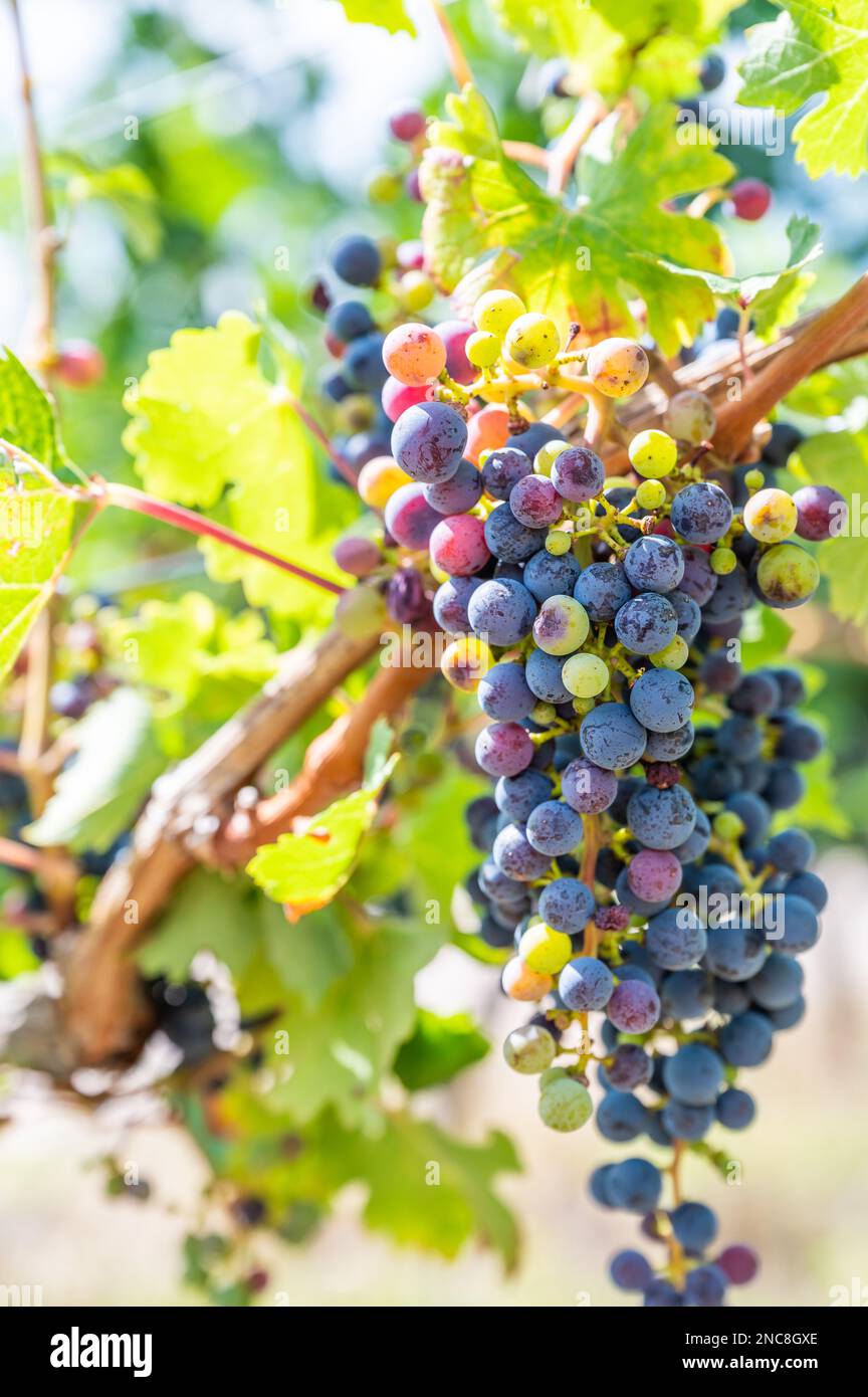 Blue bunch of grapes hang on a vine plant in September before harvest ...