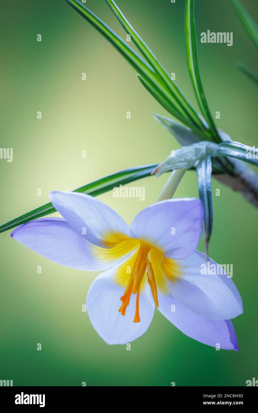 First spring blue flower hi-res stock photography and images - Alamy