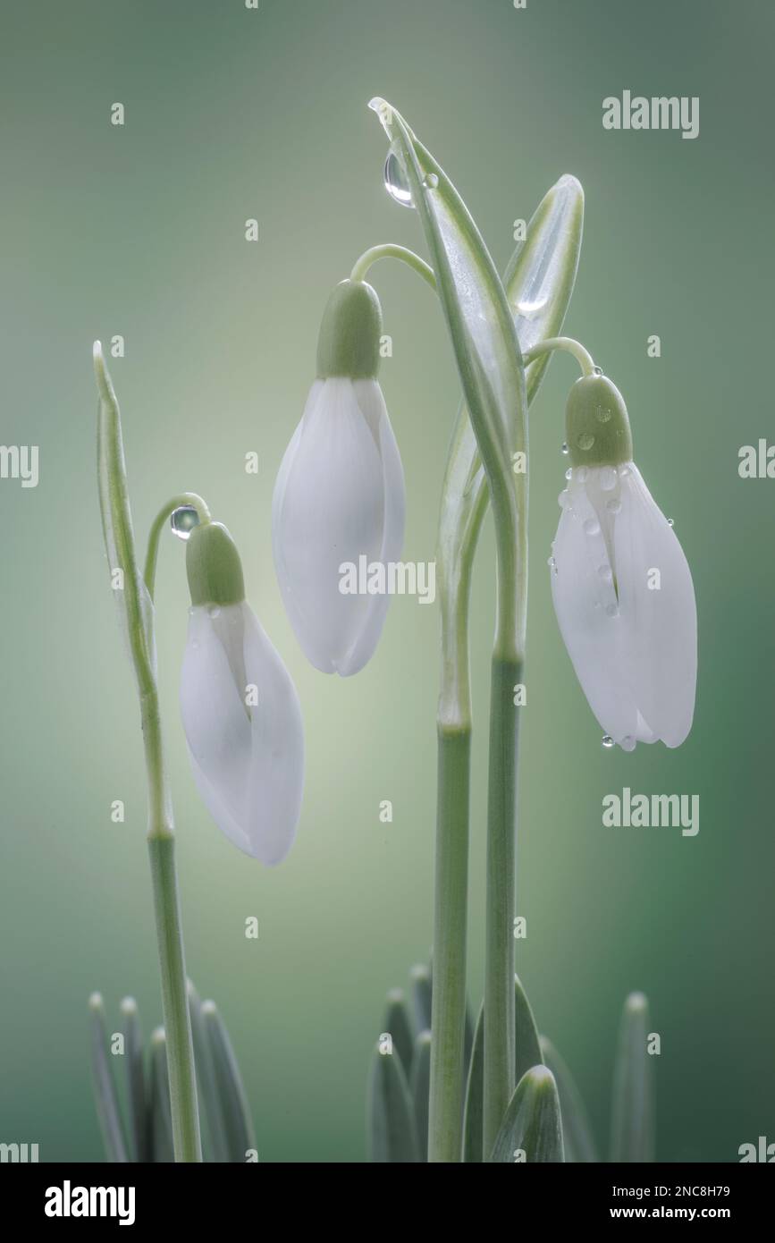 Galanthus nivalis (snowdrop) in bud Stock Photo - Alamy