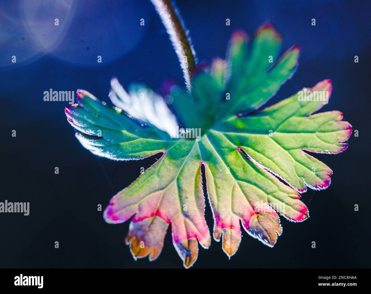 Macro image of a plant leaf backlit by natural sunlight with background ...