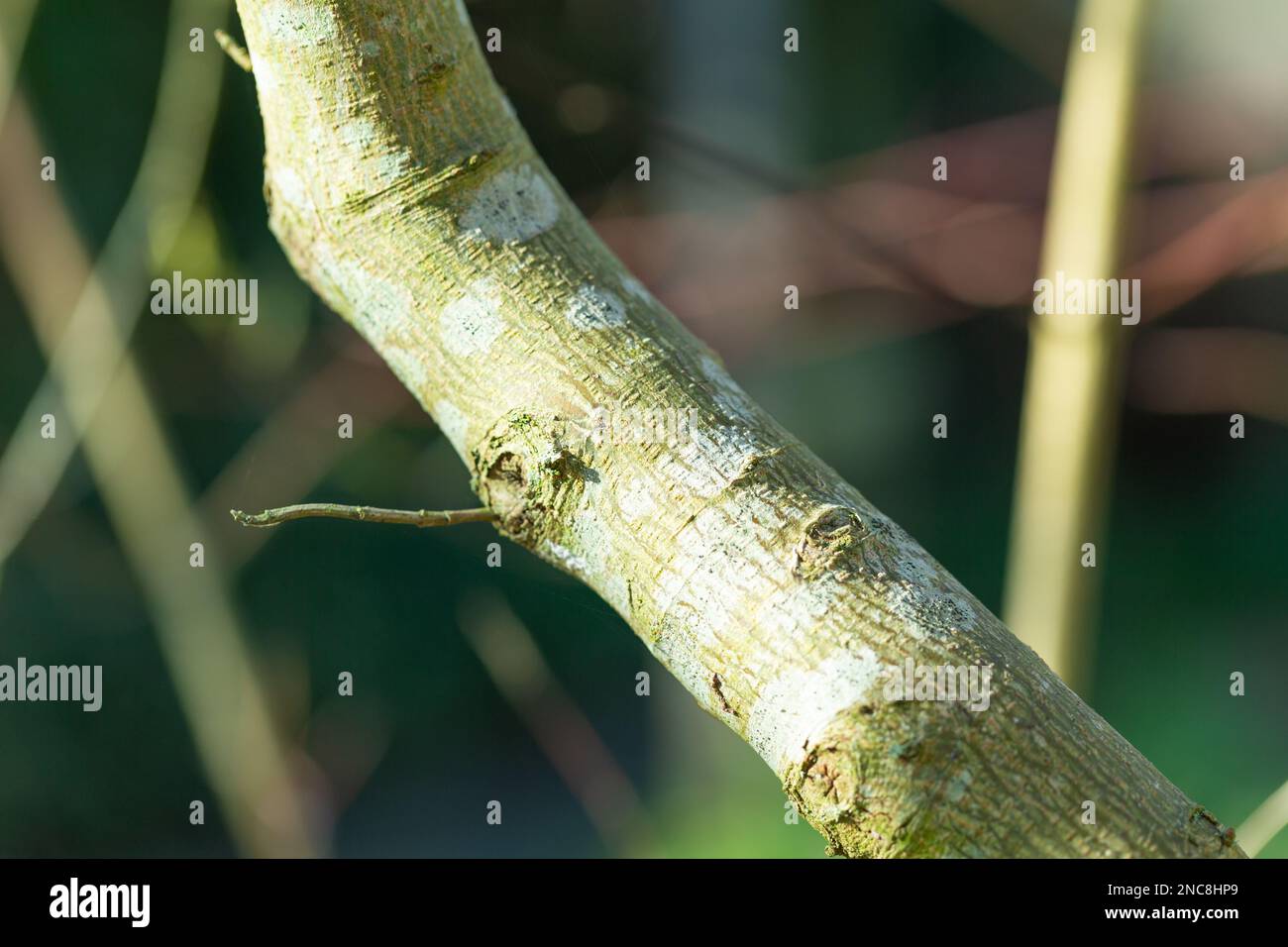 Close-up of the primary branches of a living tree Stock Photo - Alamy